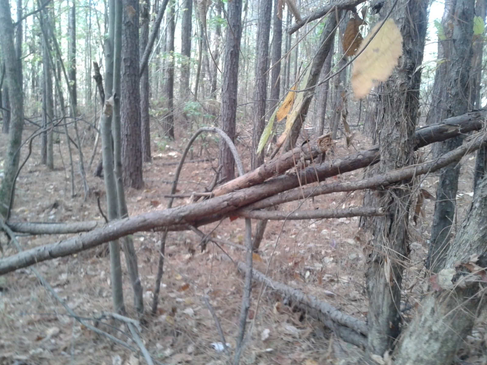 Bigfoot structures study guide and souvenir – bigfoot forest